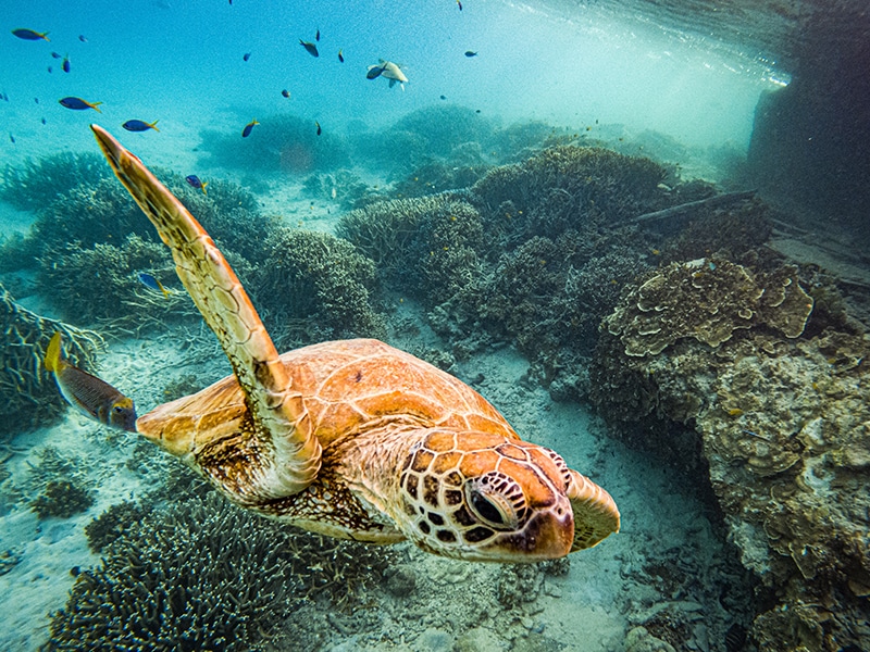 $3.5m boost to reduce rubbish on the Reef - Waste Management Review