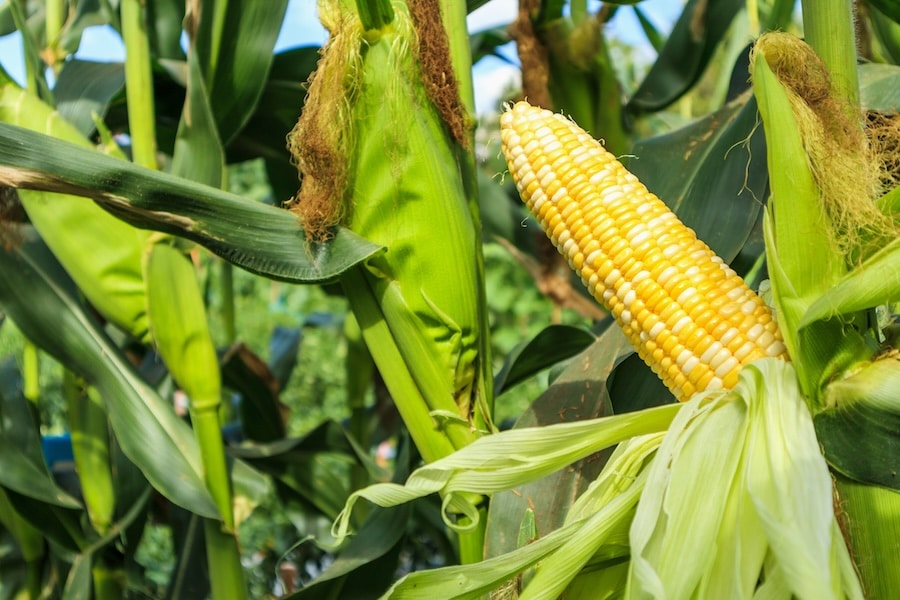 Research discovers process to convert corn waste into sugar for biofuel ...