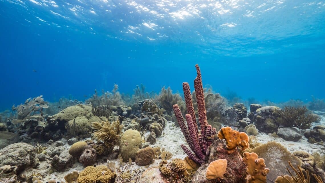 Waste opens door for sustainable coral reef restoration - Waste ...